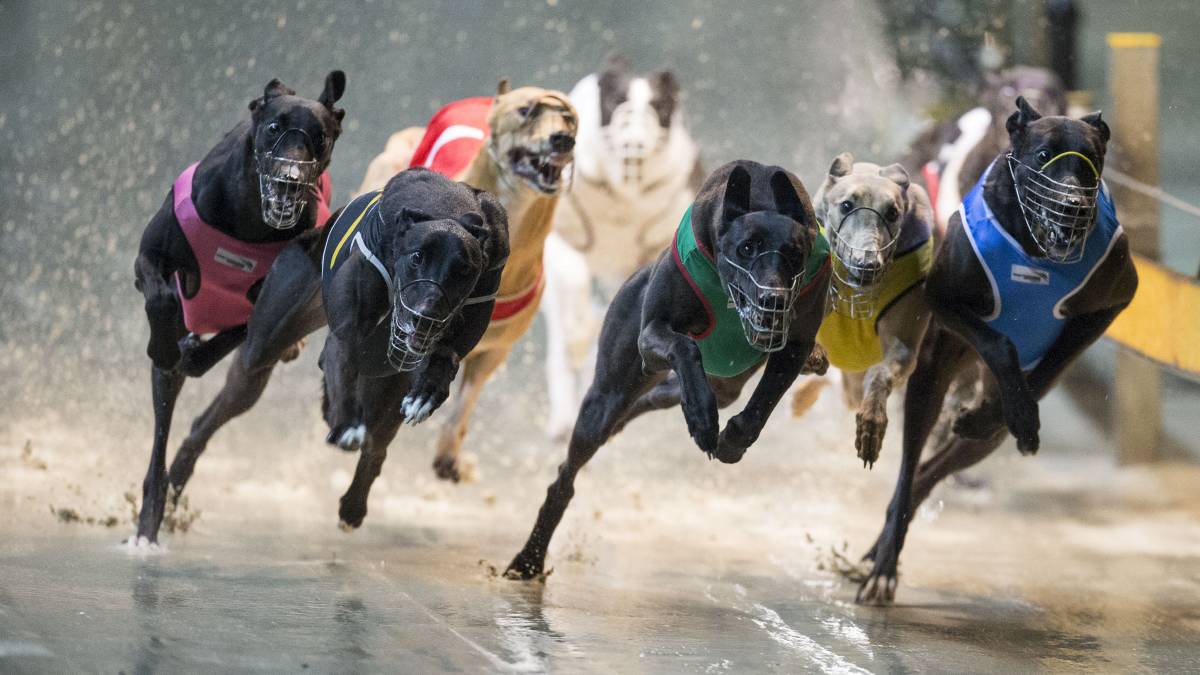 A Brief History of Greyhound Racing - BEST BETTING OFFERS